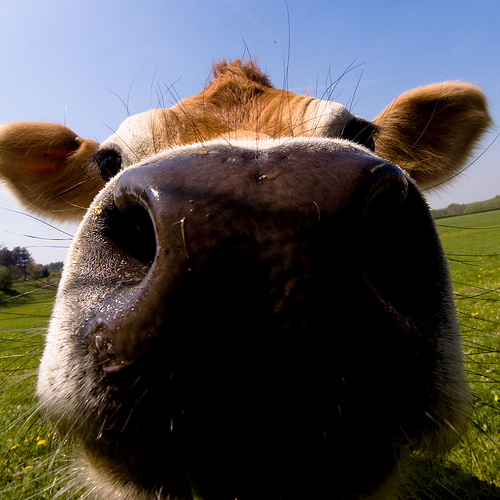 French Vocabulary Illustrated: mufle