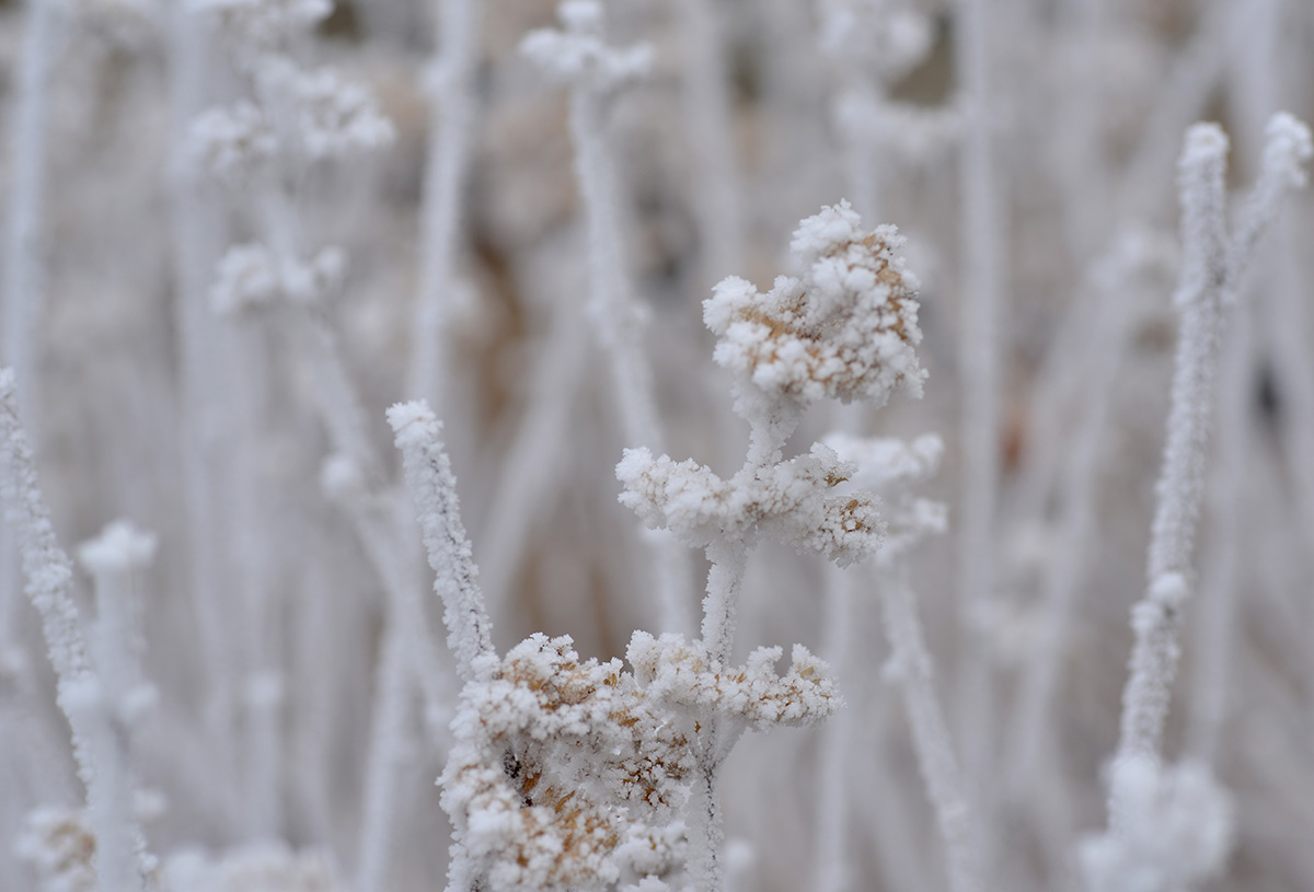 In the frosty air - light-in-leaves