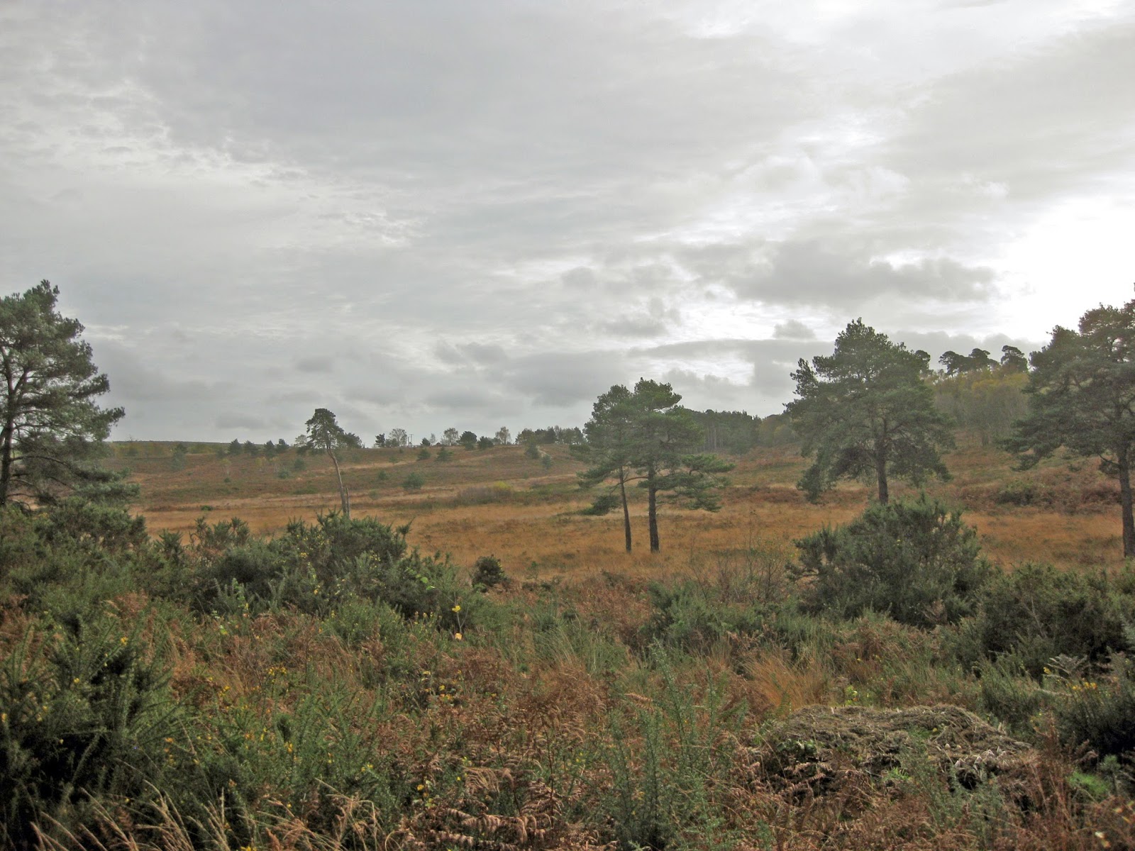 a bit more: blasted heath and wild woods