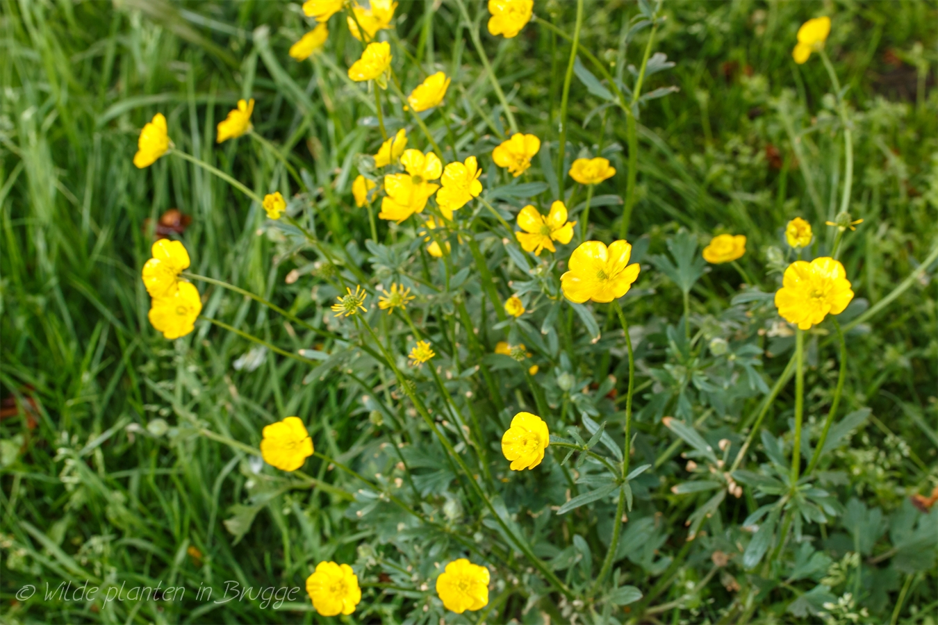 Wilde planten in Brugge: Scherpe boterbloem