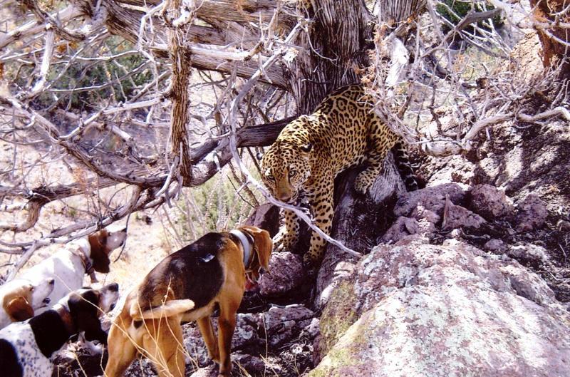 EL HOMBRE QUE MATO A LIBERTY VALANCE: "JEFE" -EL ULTIMO JAGUAR