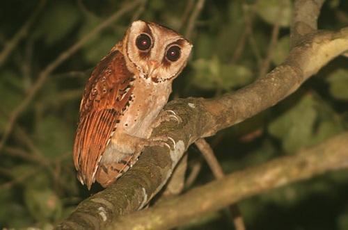All about Cambodia: Oriental Bay Owl in Cambodia