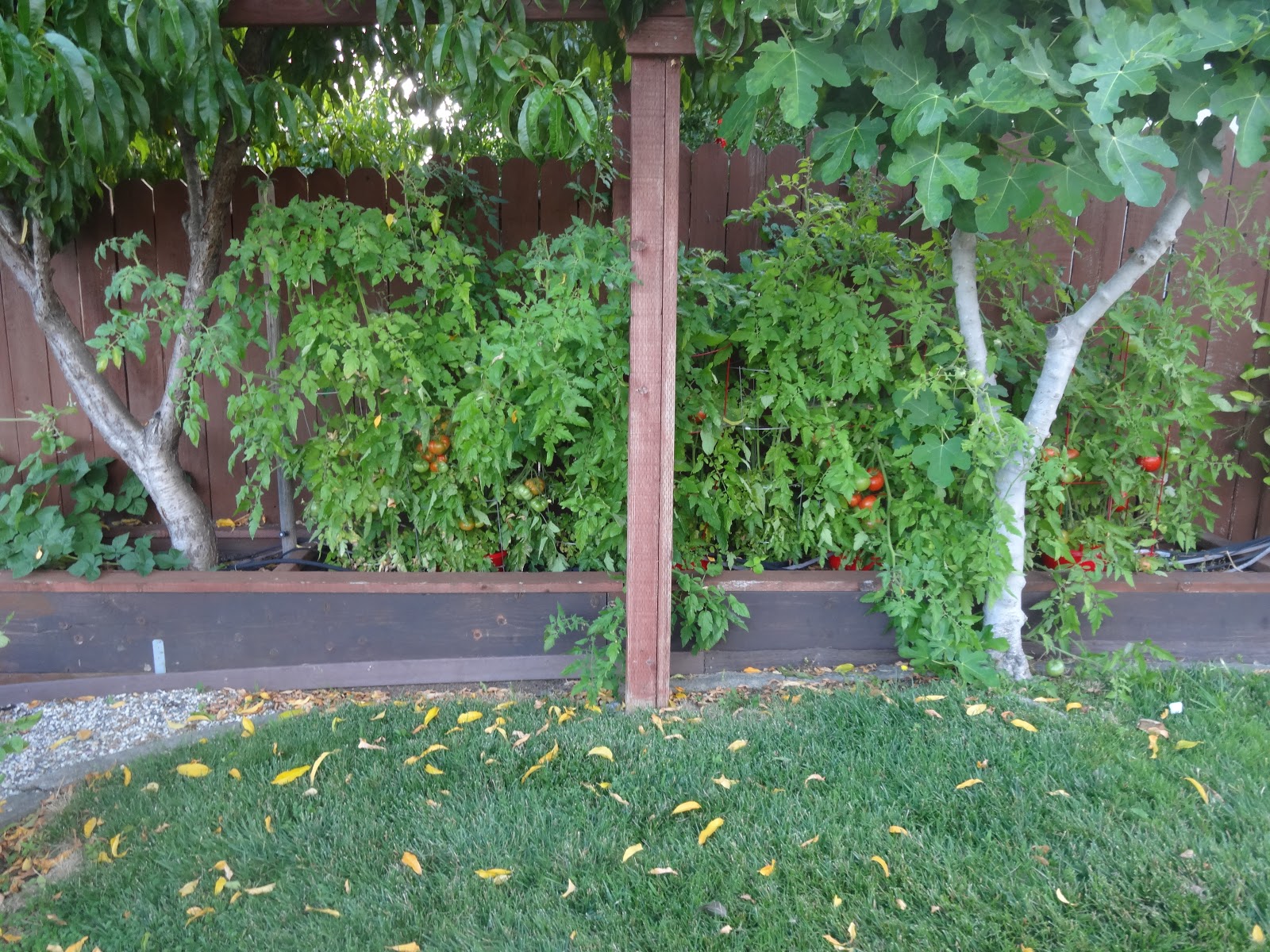 The Scientific Gardener: Sam's Garden