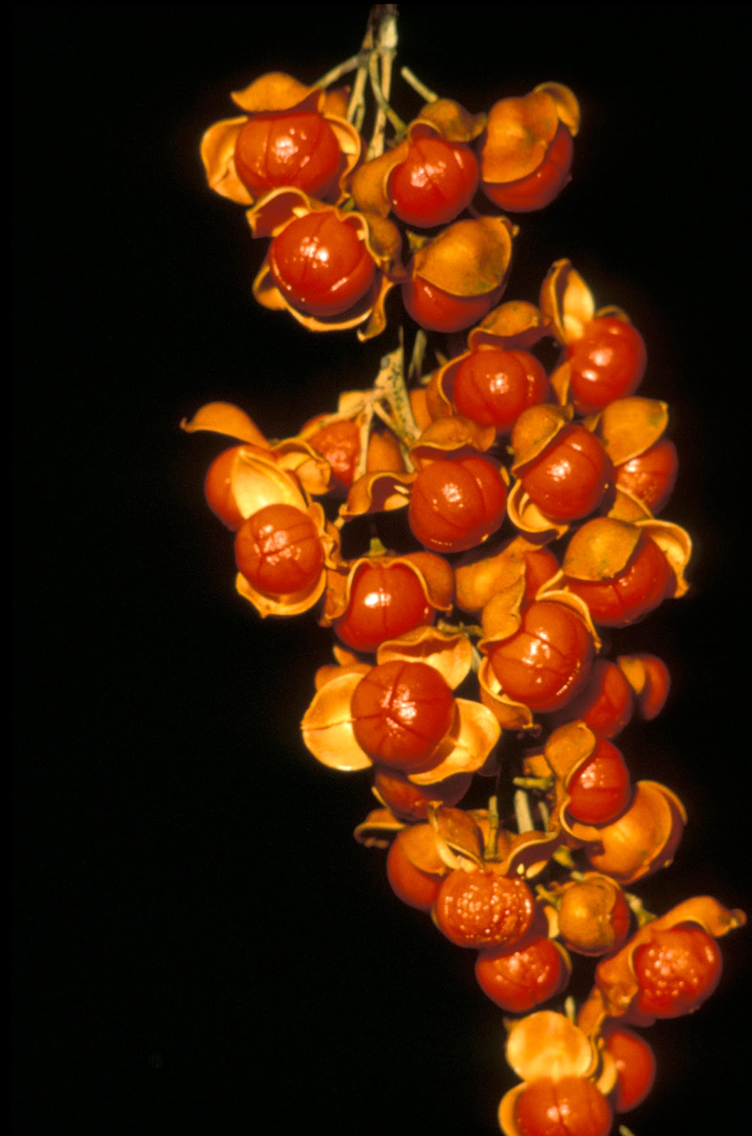 Kentucky Native Plant and Wildlife: Plant of the Week: False or ...