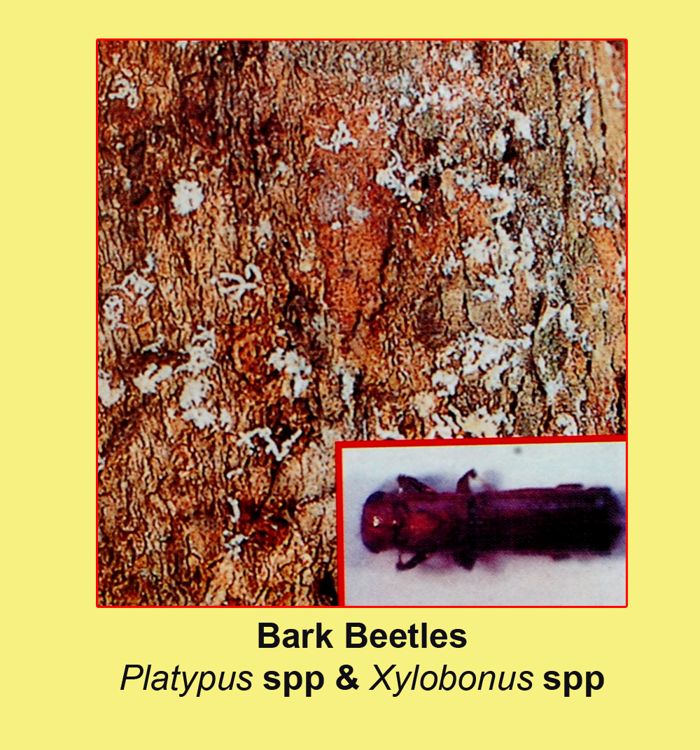 Durian Info: Durian Pests and Diseases