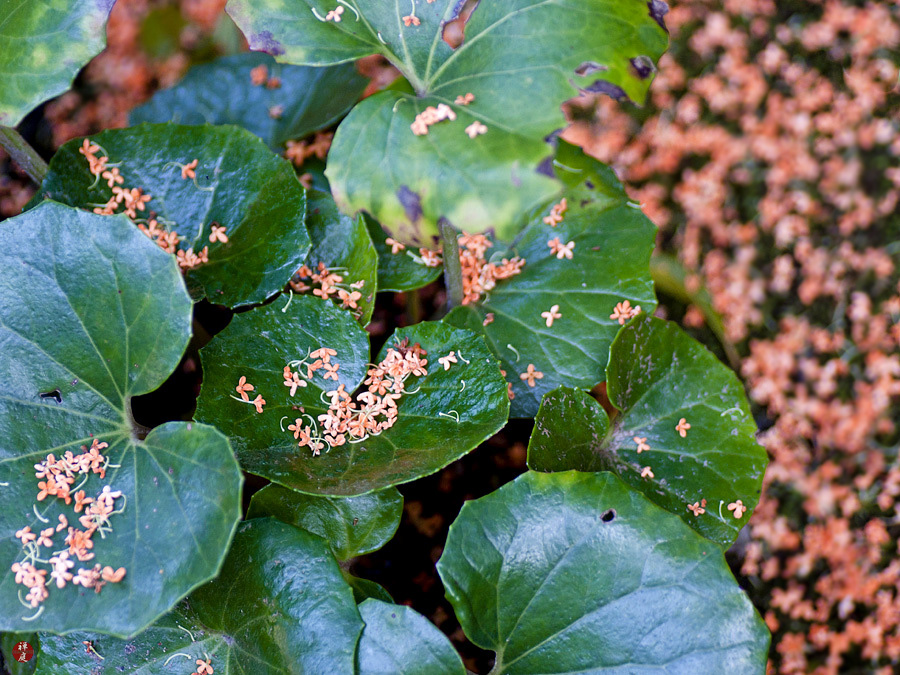 FROM THE GARDEN OF ZEN: Fallen flowers of Kinmokusei in Kaizo-ji