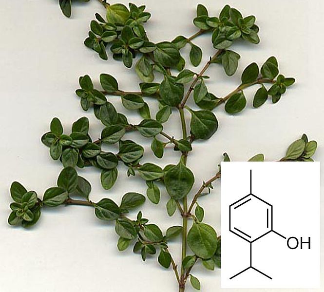 A Garden of Antietam: Anti-Bacterial Herbs