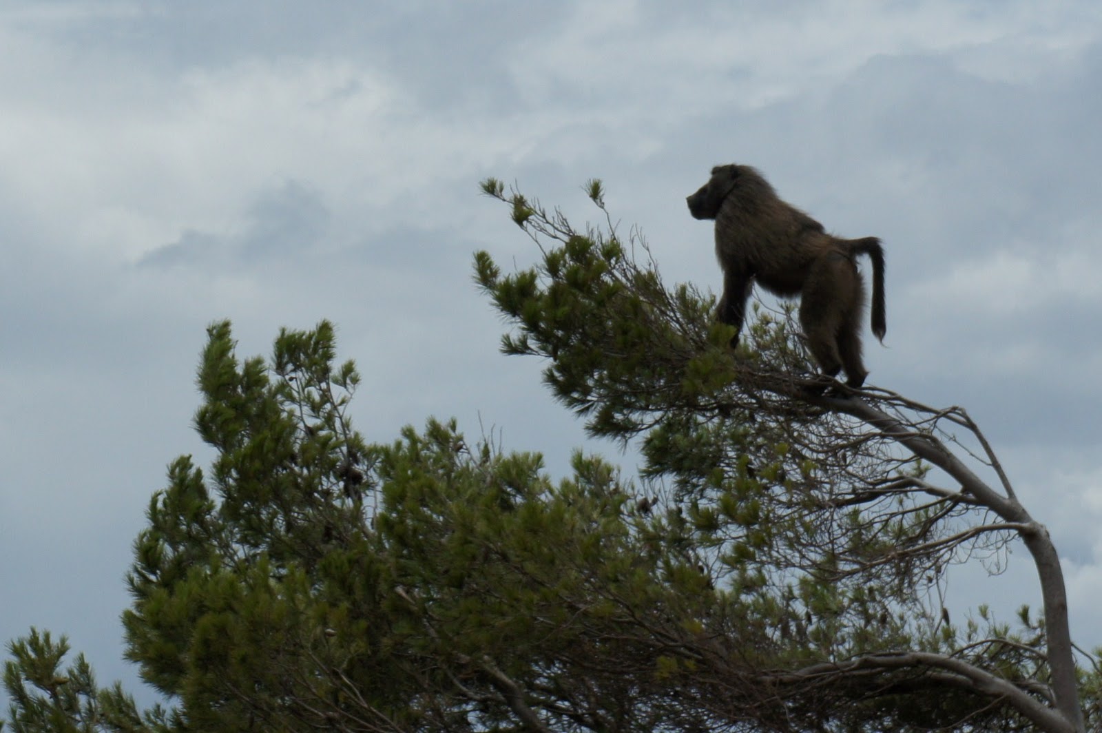 Lucy Osborne Agility Training Blog: Training In Cape Town