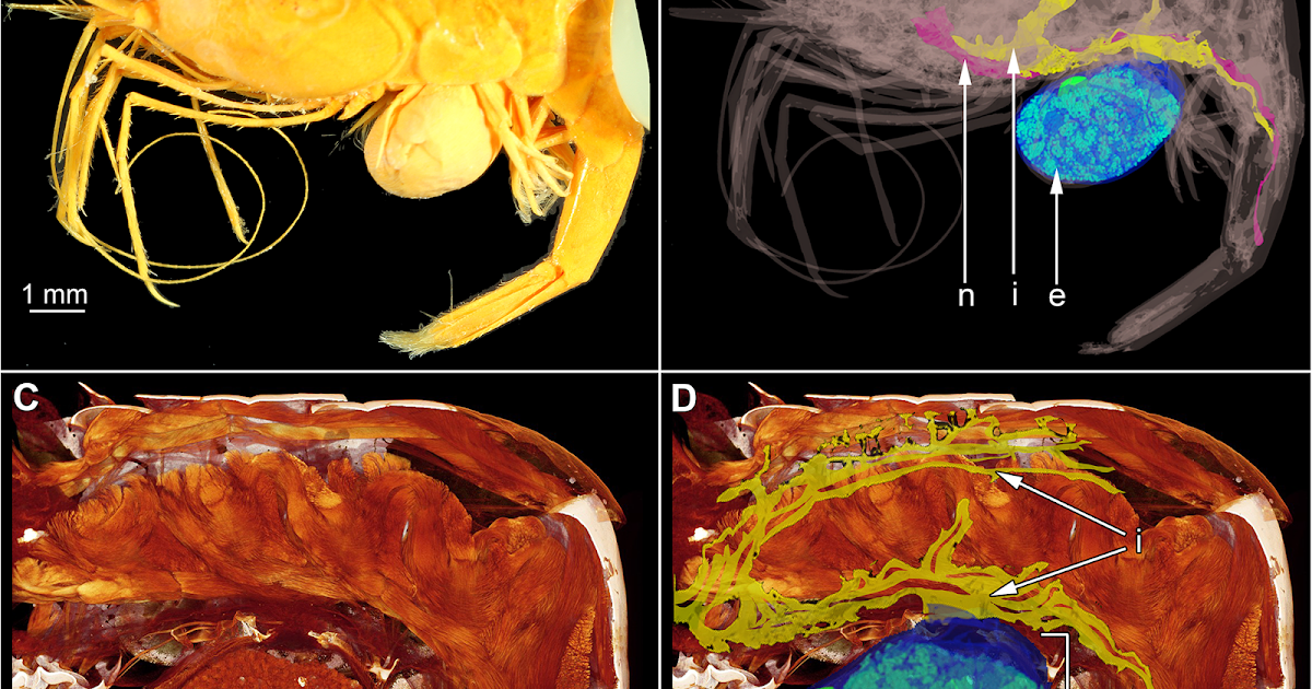 Parasite of the Day: Sylon hippolytes