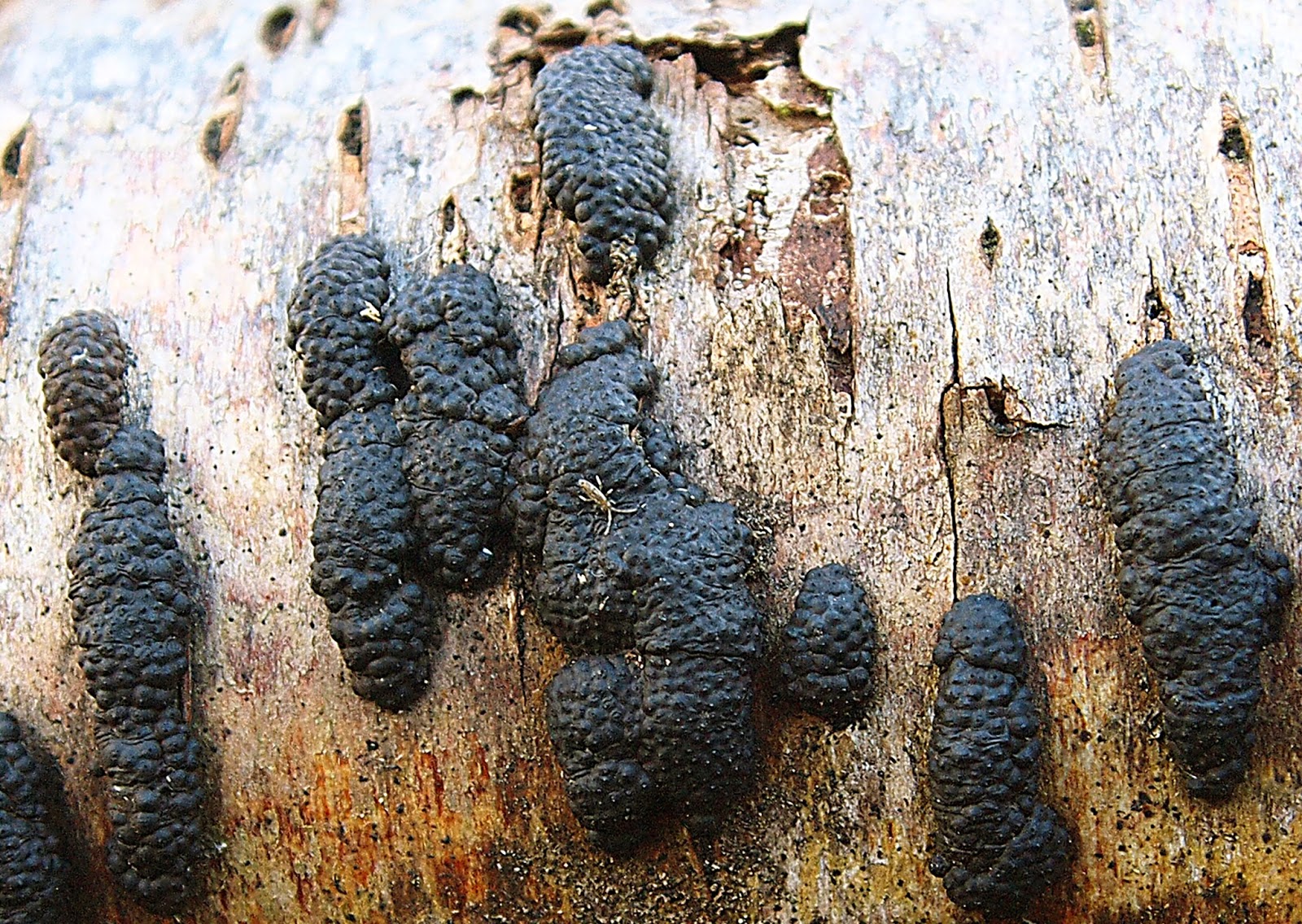 Calderdale Fungi - Halifax Scientific Society - Mycology Section: Scout ...