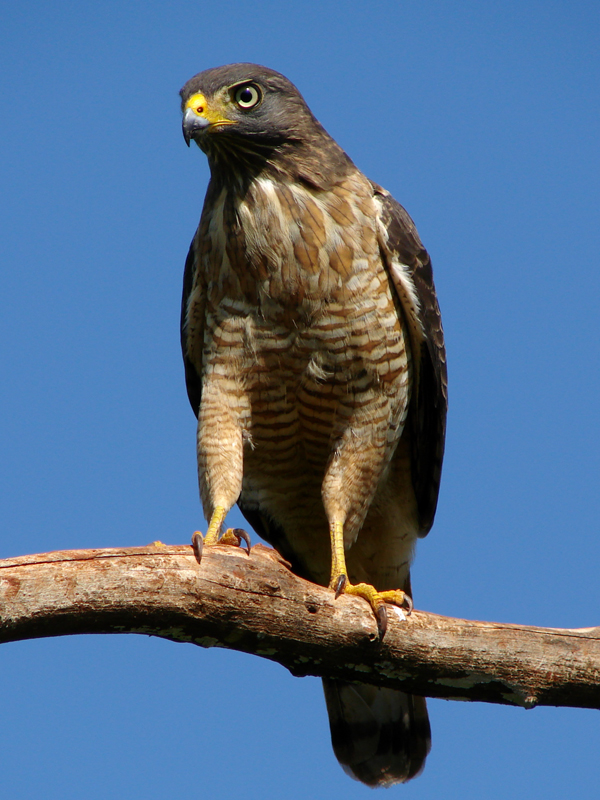 Mundo Animal Brasil * Animais e Aves do Brasil *: "Gavioes do Brasil ...