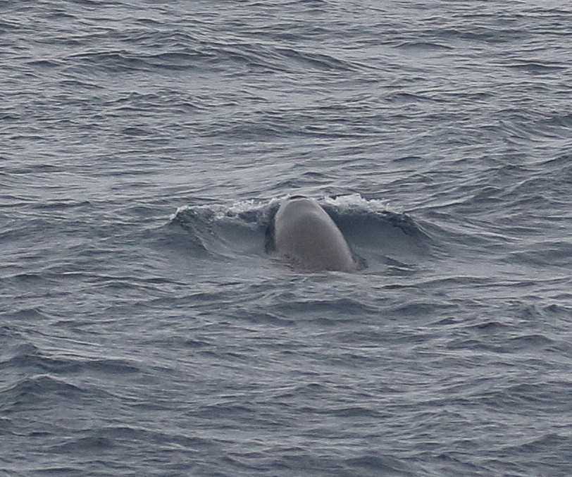 Birding Poole Harbour & Beyond: 8 Apr 18 - Atlantic Odyssey - Day ...