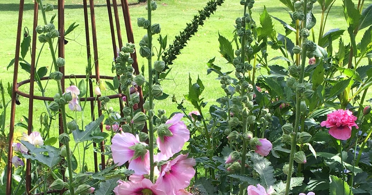 Trädgårdstid: Skiftande stockrosor