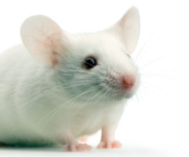 Allemerande Stories: Jamsie die muis