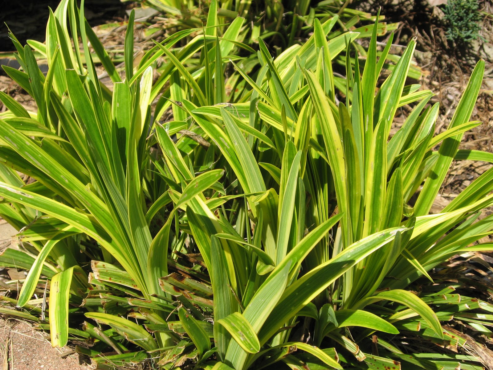 1 Acre Farm - Urban Farming in Louisville Kentucky: The Colors of Spring