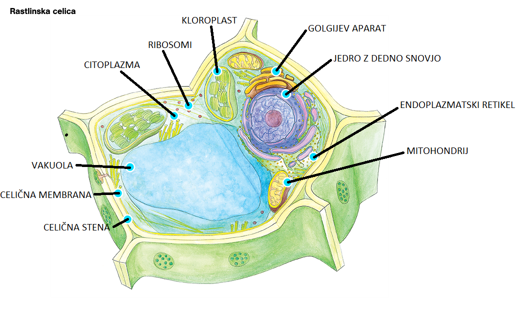 celica: Zgradba celice