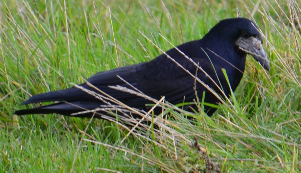 Bird of the Day: October 2015