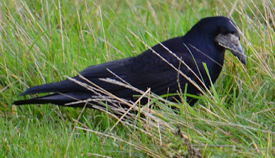 Bird of the Day: Rook