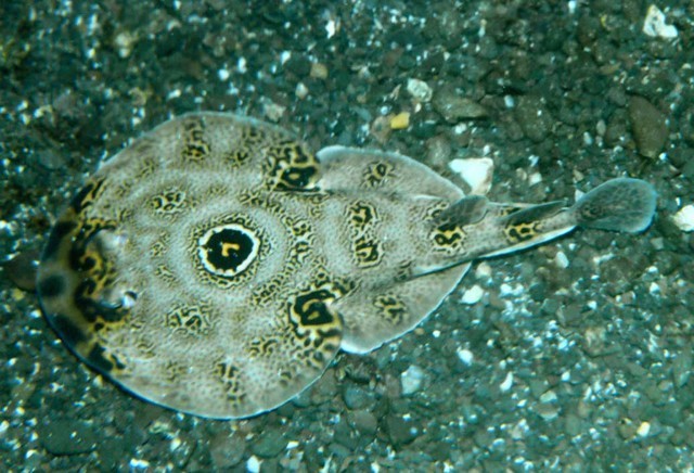 Artes de Pesca: VAMOS A PESCAR TORPEDINIFORMES (Rayas Electricas)