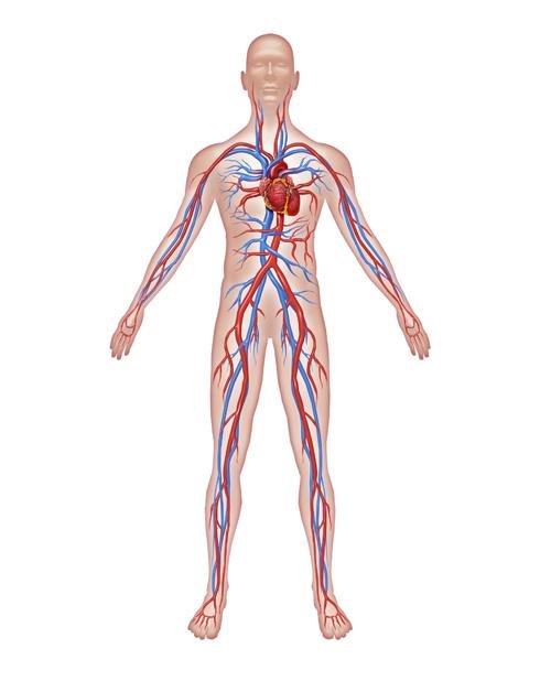 EL CUERPO HUMANO: SISTEMA CIRCULATORIO