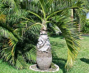 BONSAI TREES: Keindahan Palem botol sebagai penghias taman