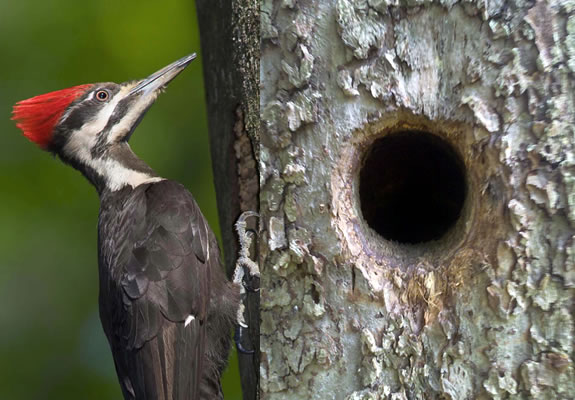 Bio e Ciências!: RELAÇÕES ECOLÓGICAS
