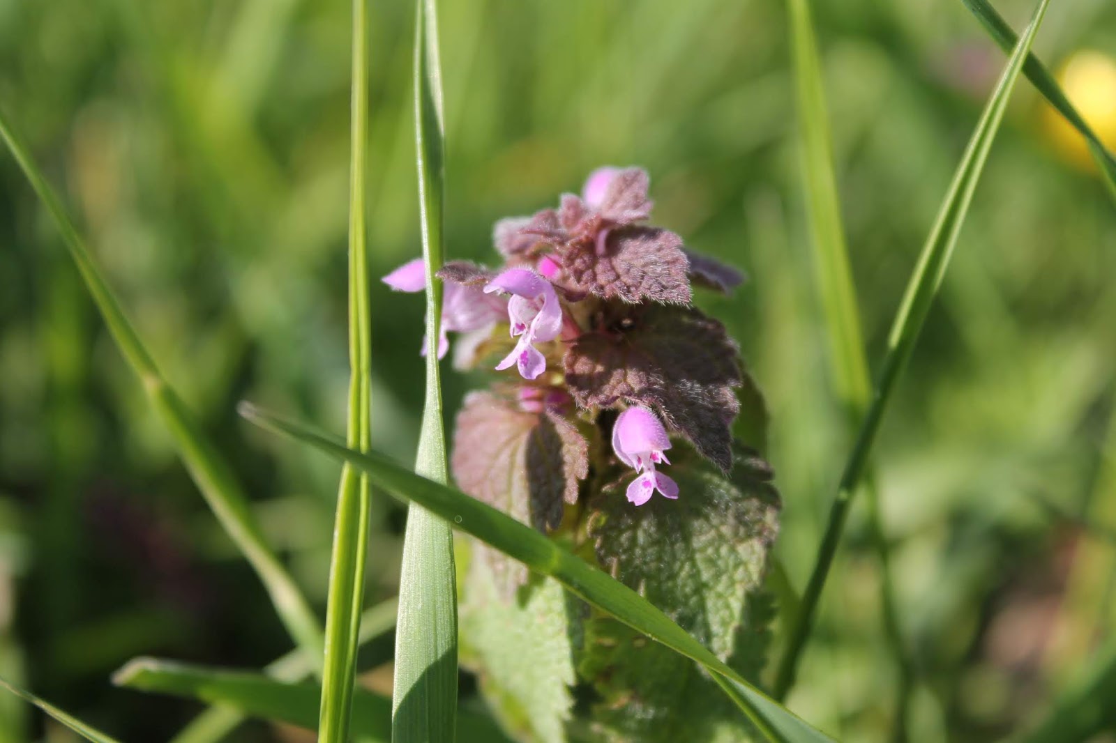 Lamier pourpre, Lamium purpureum, Famille Lamiacées