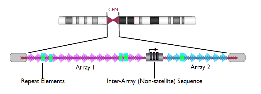 GenomeRef: GRCh38: Incorporating Modeled Centromere Sequence