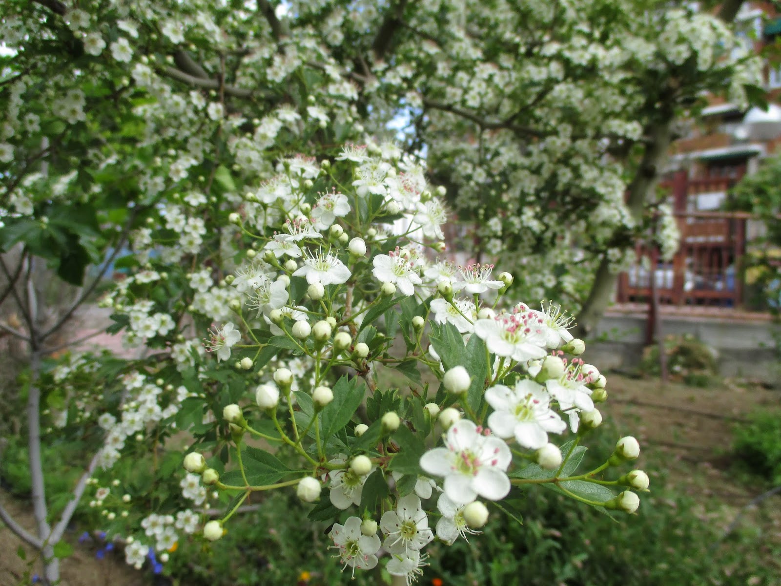 COMIENZA LA FLORACIÓN | En torno al huerto.