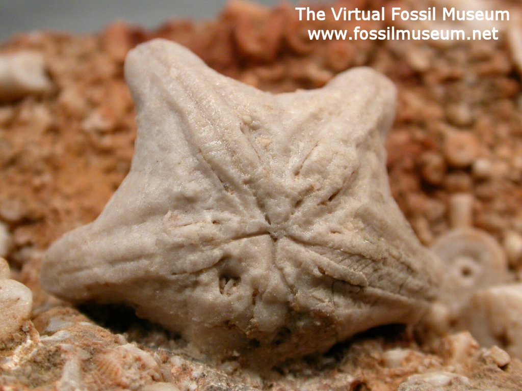 Variety of Life: Blastoidea