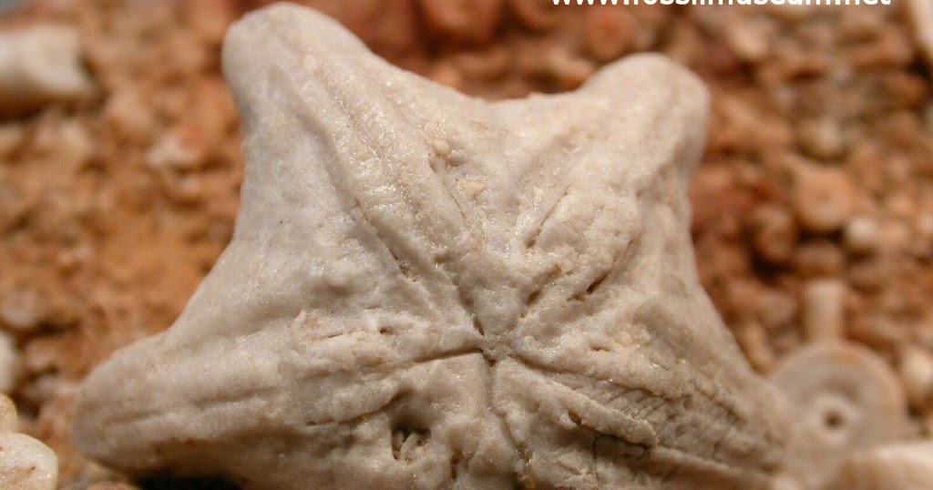 Variety of Life: Blastoidea