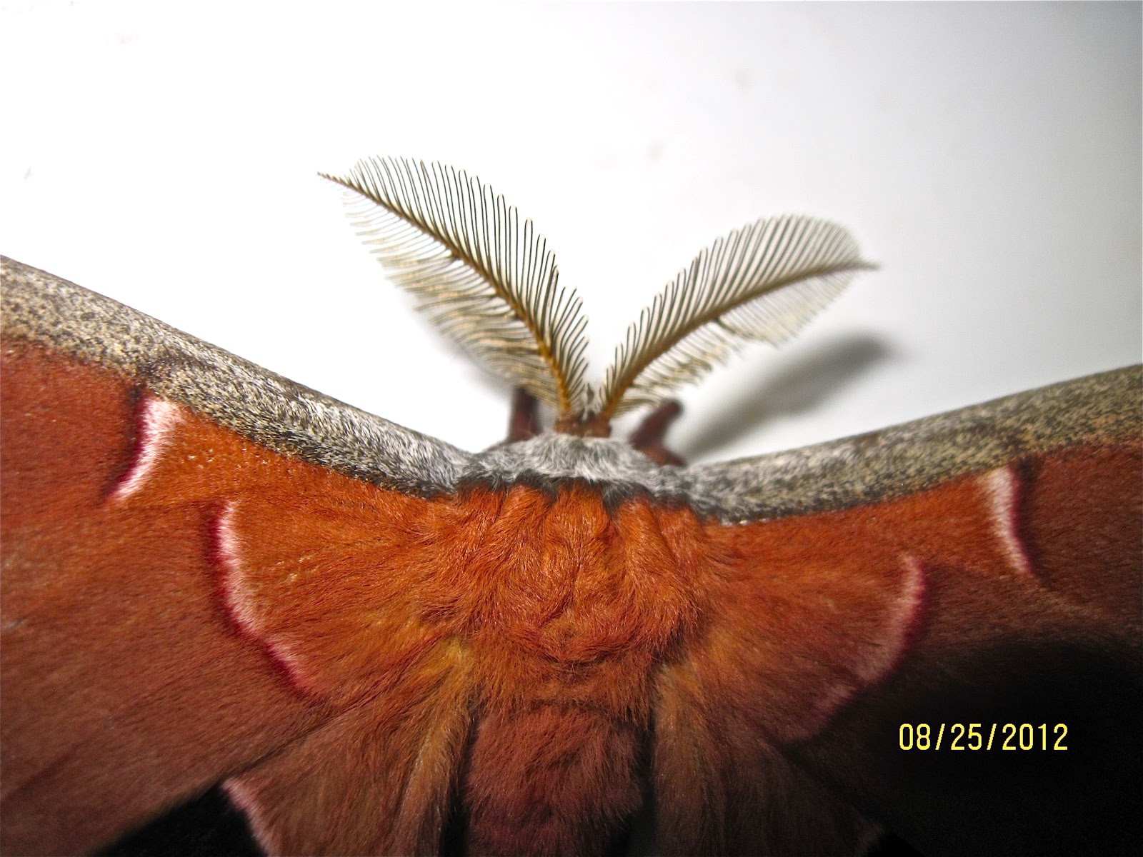 Mother Earth: OAK SILK MOTH