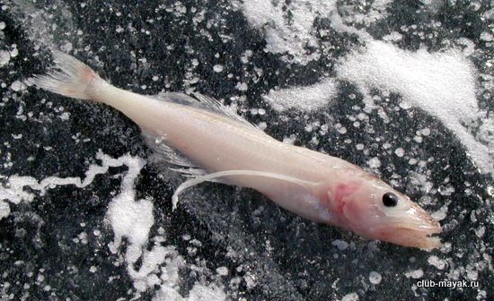 Baikal Oilfish - Fishes World - HD Images & Free Photos
