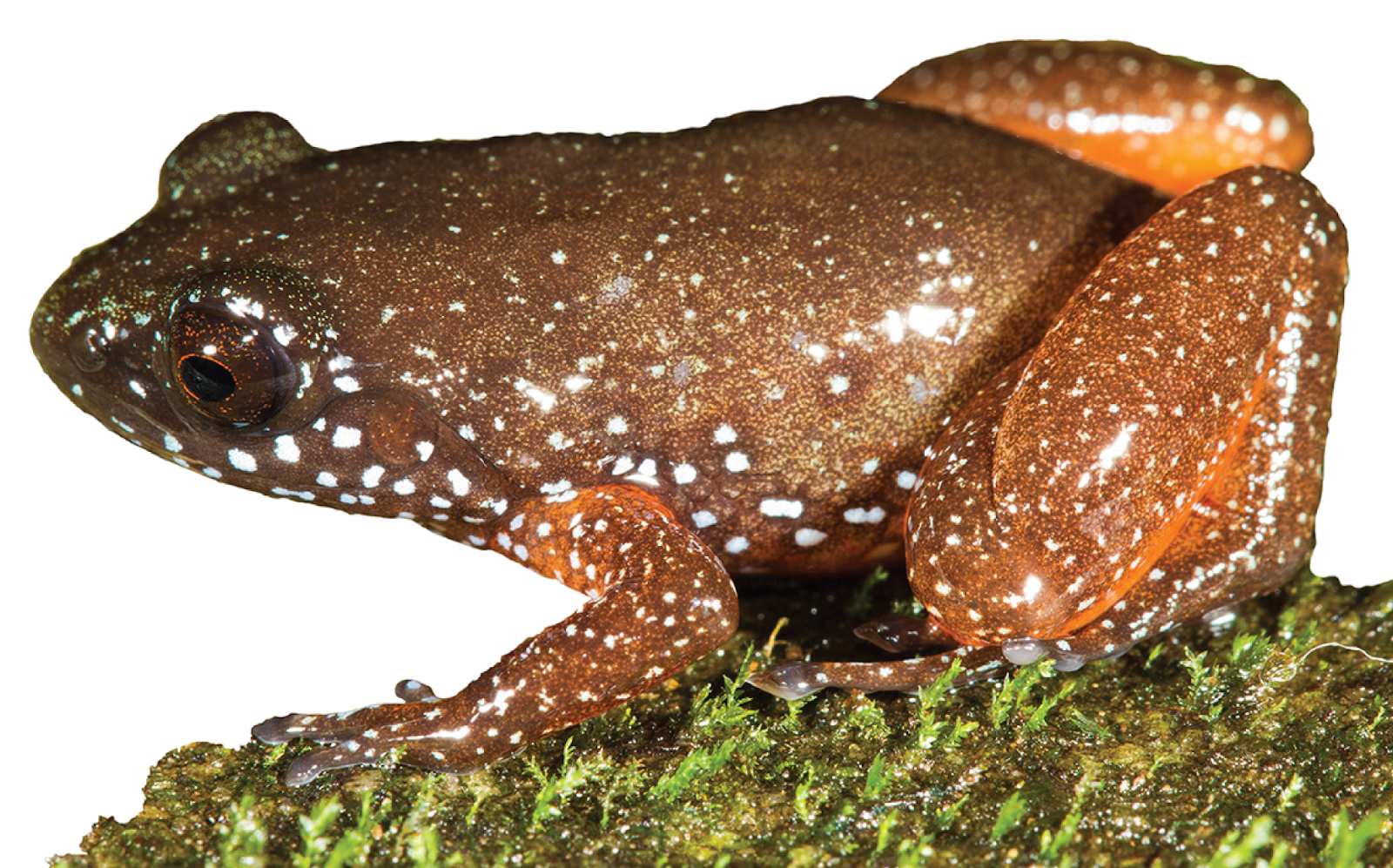 Species New to Science: [Herpetology • 2019] Astrobatrachus kurichiyana ...