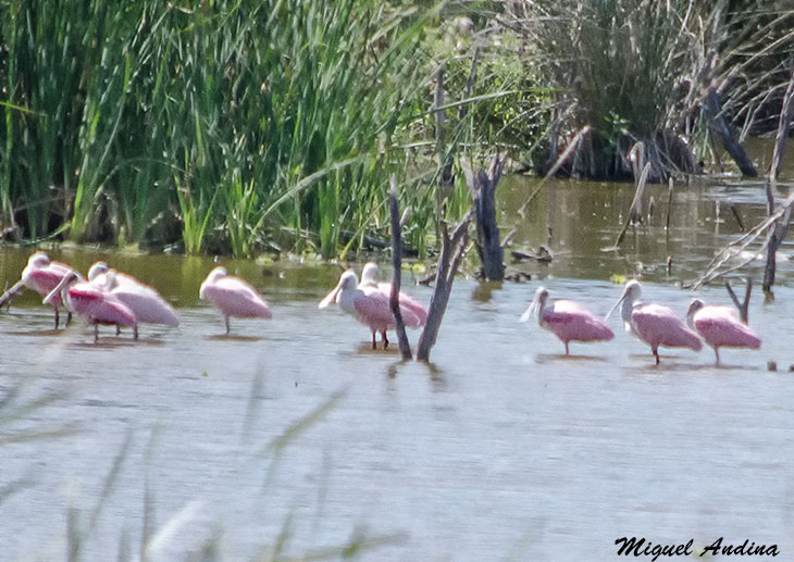 Cultura Guaraní: Garzas rosadas
