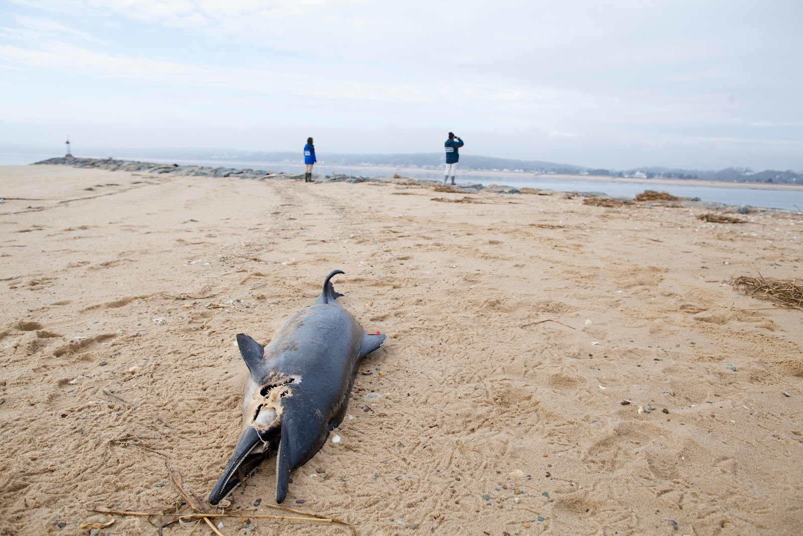 Courtney Sacco Photography: Dolphins Stranded on Cape Cod