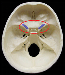 Asymmetry of the Modern Human Endocranium: Placing the fixed landmarks ...