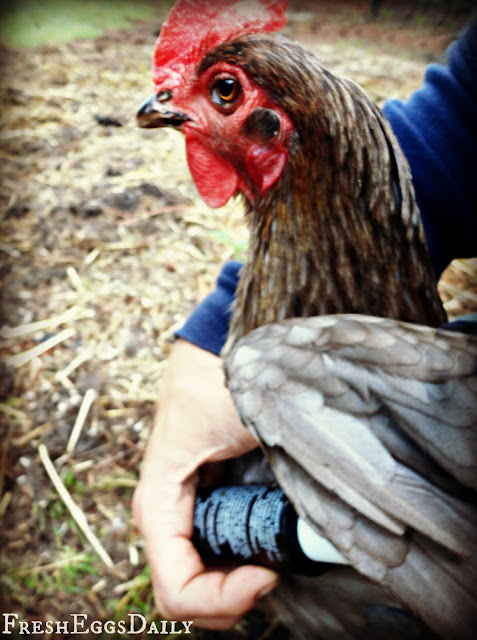 How to Administer Medication to a Chicken - Fresh Eggs Daily® with Lisa ...