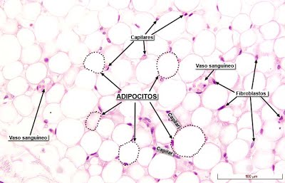HISTO - EMBRIOLOGÍA : TEJIDO LAXO
