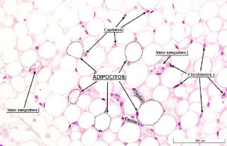HISTO - EMBRIOLOGÍA : TEJIDO LAXO