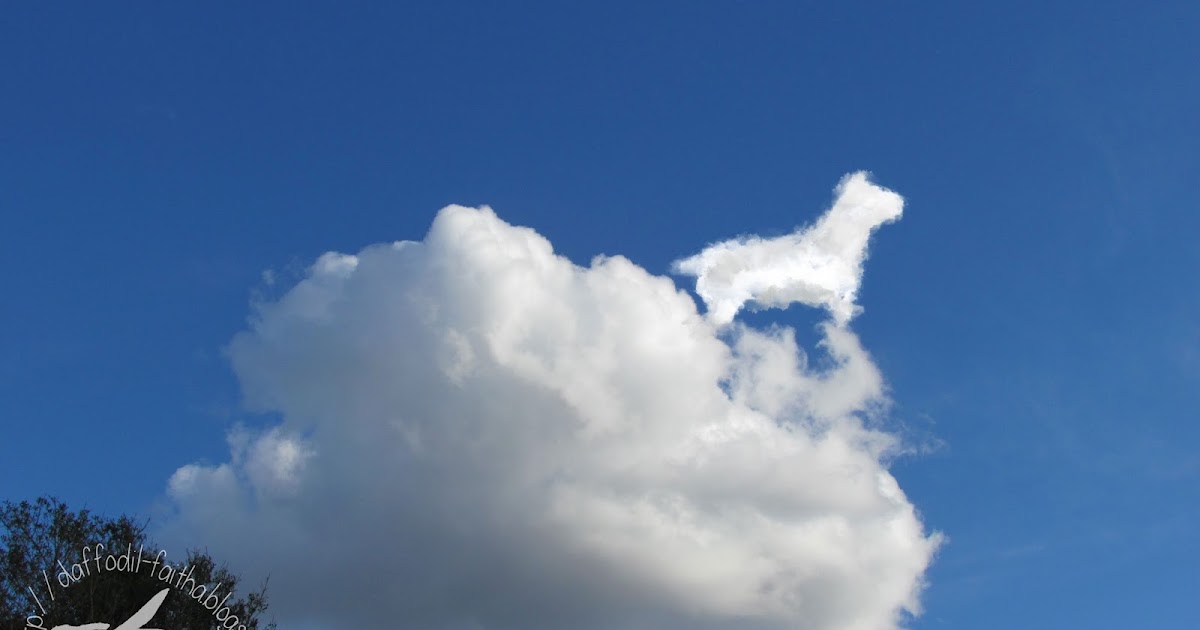 Dog Shaped Clouds