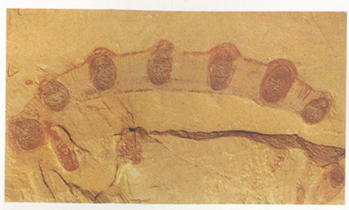 生命科學迷的浮生掠影: 澄江動物群──寒武紀大爆發的見證 2-7-2013