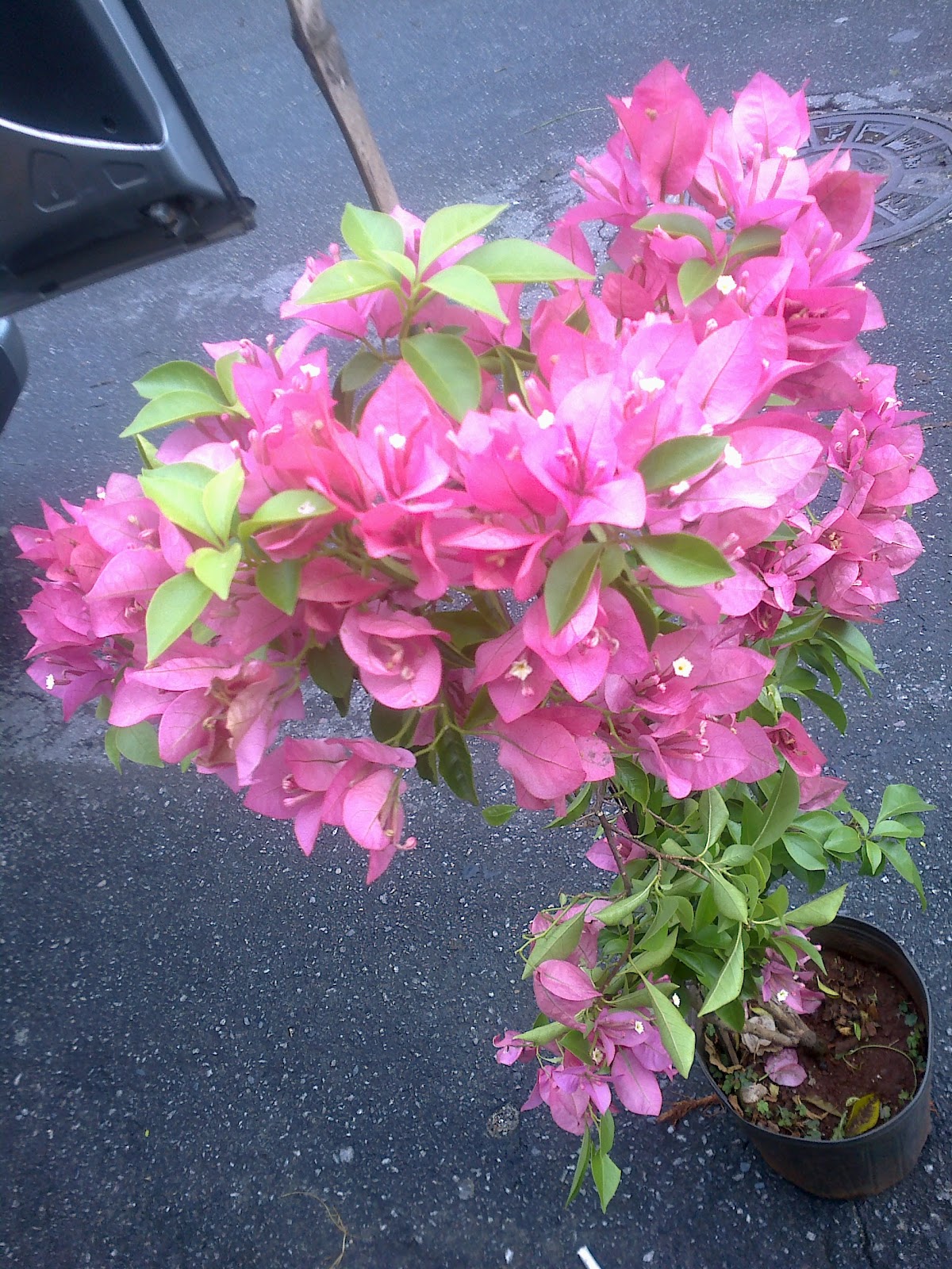 Flores Primavera: A Primavera