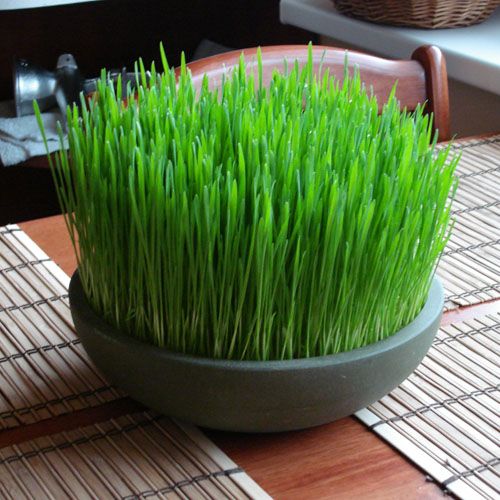 Hi I am Kaivi..: The real significance of growing Jaware / Khetri in ...