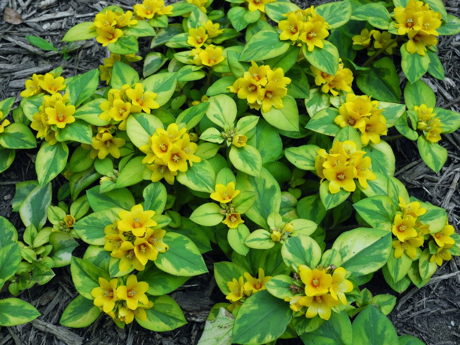The Phytophactor: Friday Fabulous Flower - a yellow loosestrife