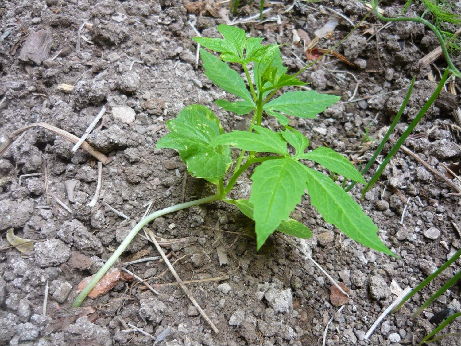 La Caihua: Cultivo de la Caihua