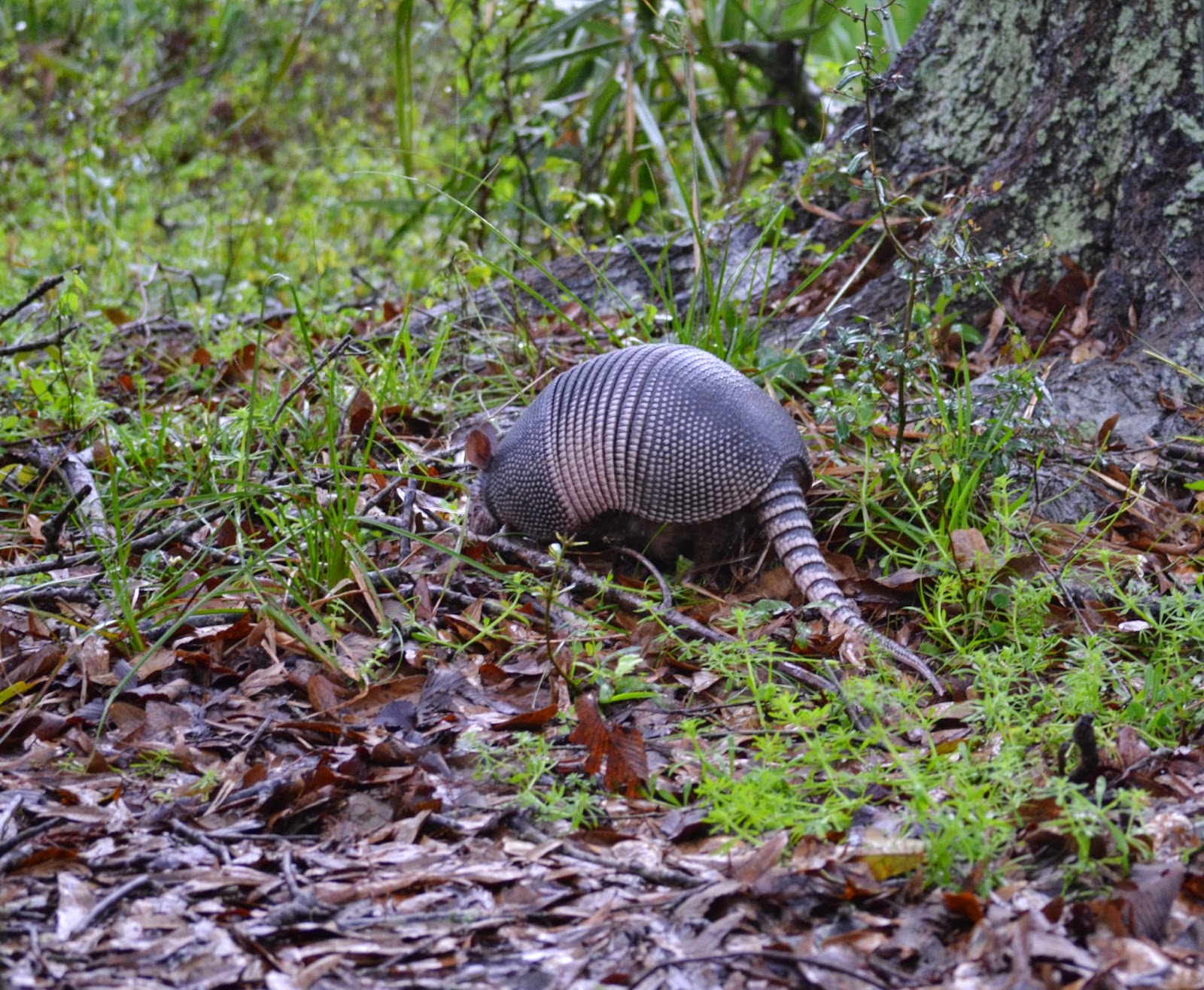 Along Slap Out Gully: Nine-banded Armadillos are fascinating creatures