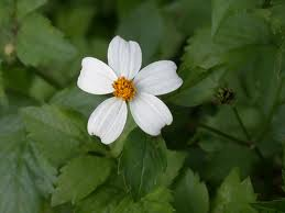 karolinfor: ACEITILLA