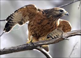 Funny Pictures Gallery: Hawk bird, golden hawk bird, hawk