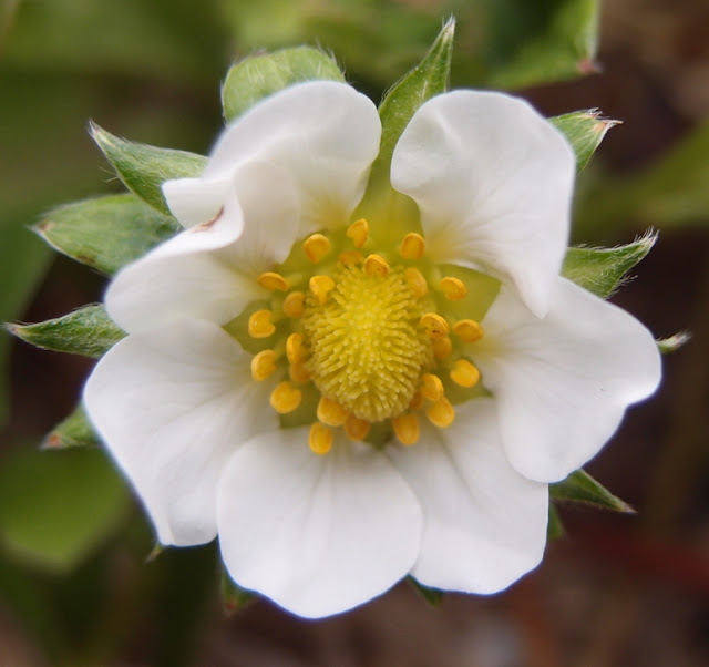 une fleur d'un jour: :: fragaria x ananassa